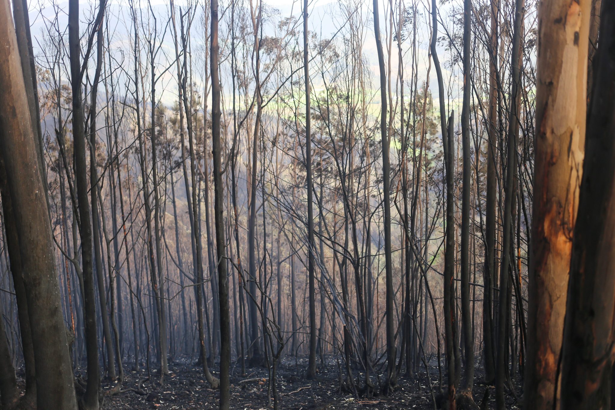 Five people charged with starting devastating forest fires in Spain's ...