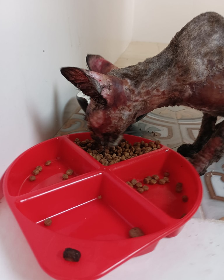 EYES PEELED: Fears of evil torturer who attacks cats with boiling ...