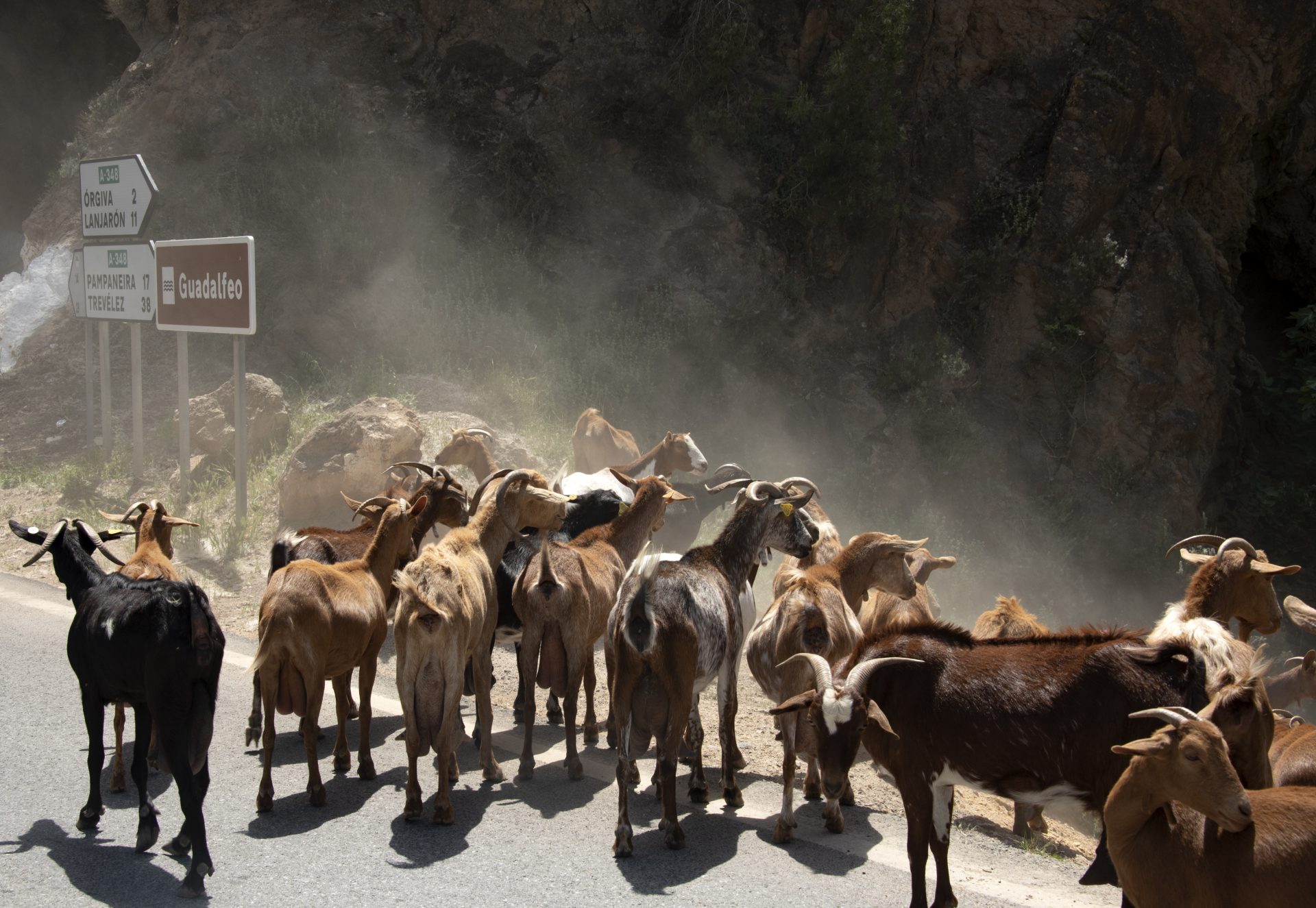 From Ibex to insects: meet the famous fauna of the Alpujarra of Spain’s ...