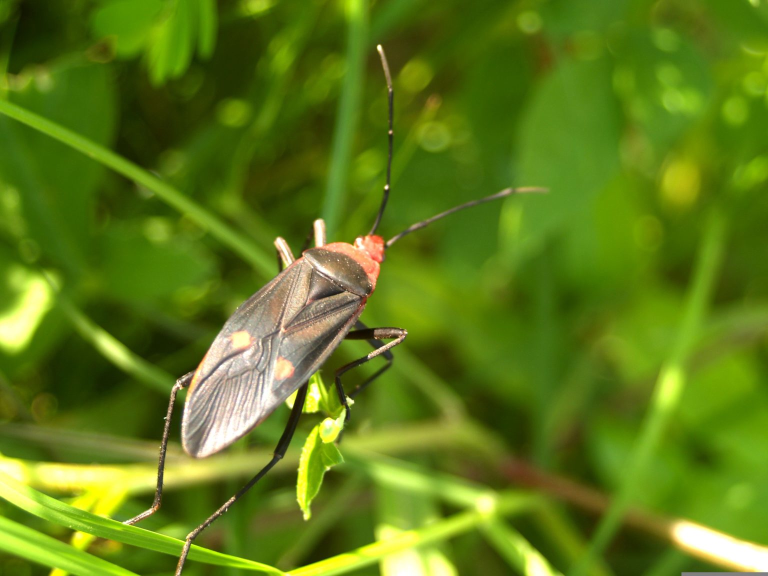 Alarming loss of insect species in Mediterranean forests caused by ...