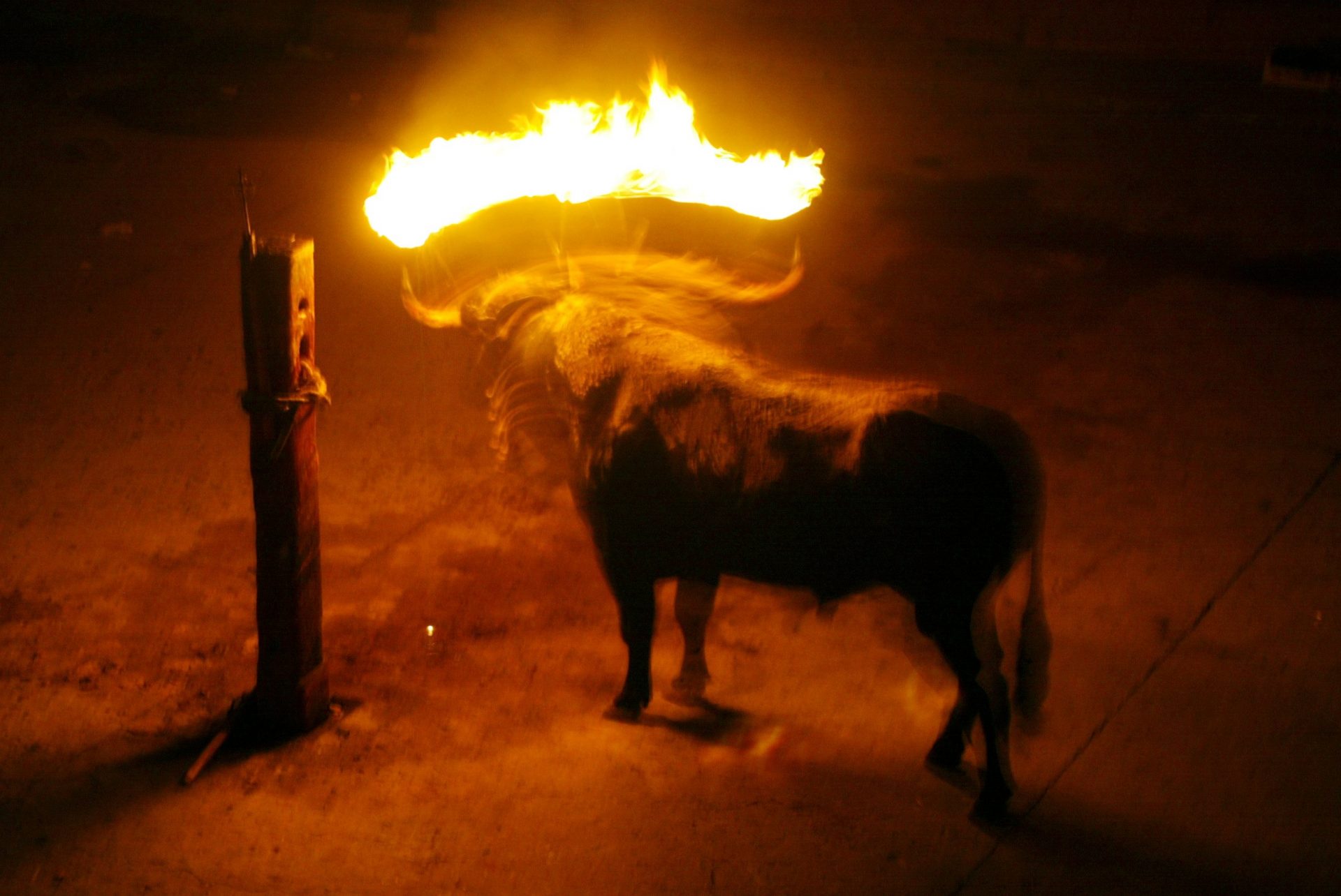 Cruel practice of setting fire to frame attached to bull's horns is ...