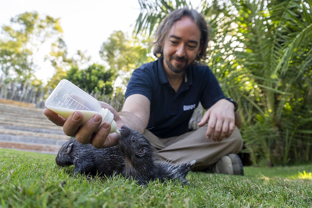 IN PICS: Cute twin baby porcupines belonging to world's largest species ...