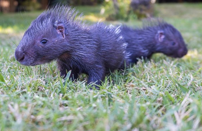 IN PICS: Cute twin baby porcupines belonging to world's largest species ...