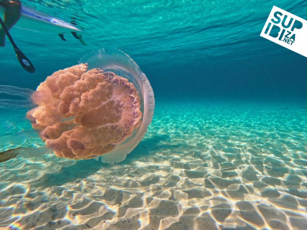 KING OF THE JELLYFISH: Monster 40kg behemoth photographed off Alicante ...