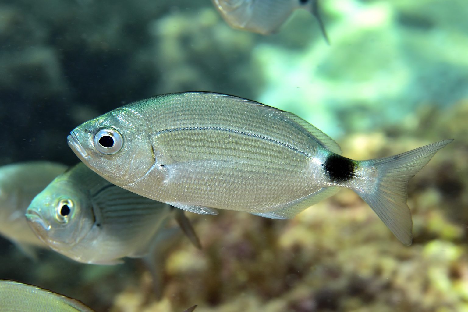 Fish attacks in Benidorm are injuring 15 people per DAY, experts warn ...