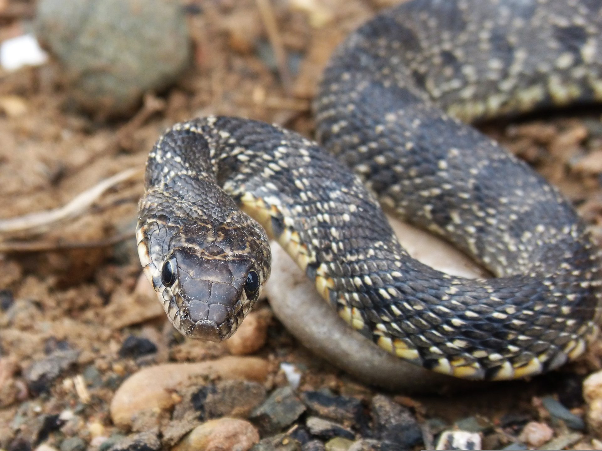 Snake warning in Ibiza: Serpents are becoming ‘gigantic’ as numbers on ...