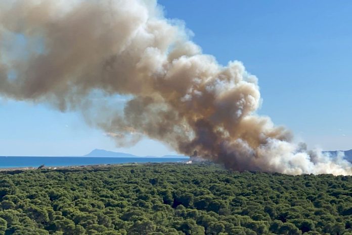 Lawyer, 59, is arrested on suspicion of starting at least NINE forest ...