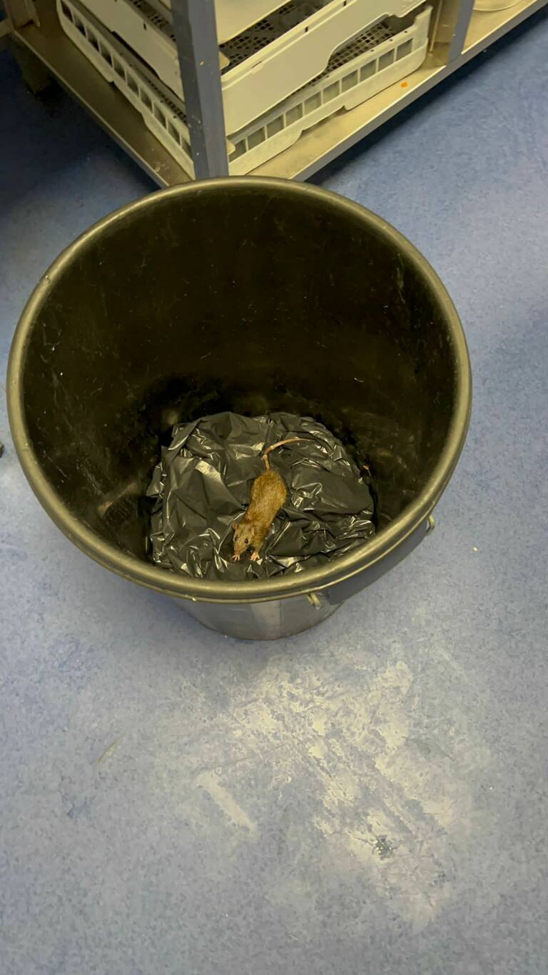 Rats and cockroaches spotted crawling on old people's faces in nursing ...