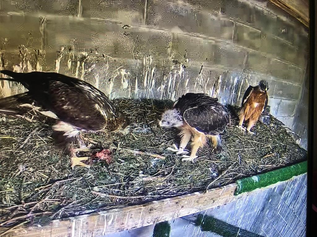 Eagles could soon soar over the Rock after a young pair bred in ...