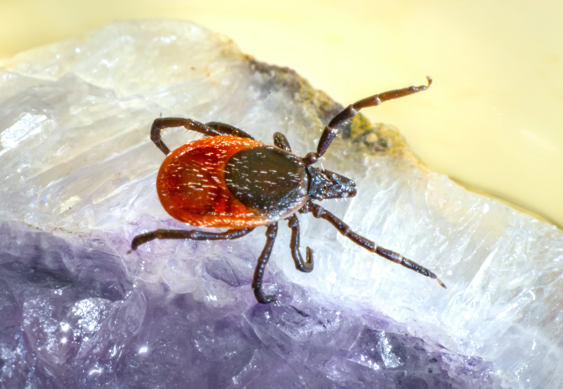 Deadly eye-bleeding disease carried by ticks are found on France’s ...