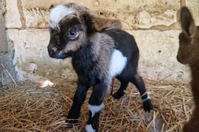 Two adorable and VERY rare goats are born in Spain's Mallorca in boon ...