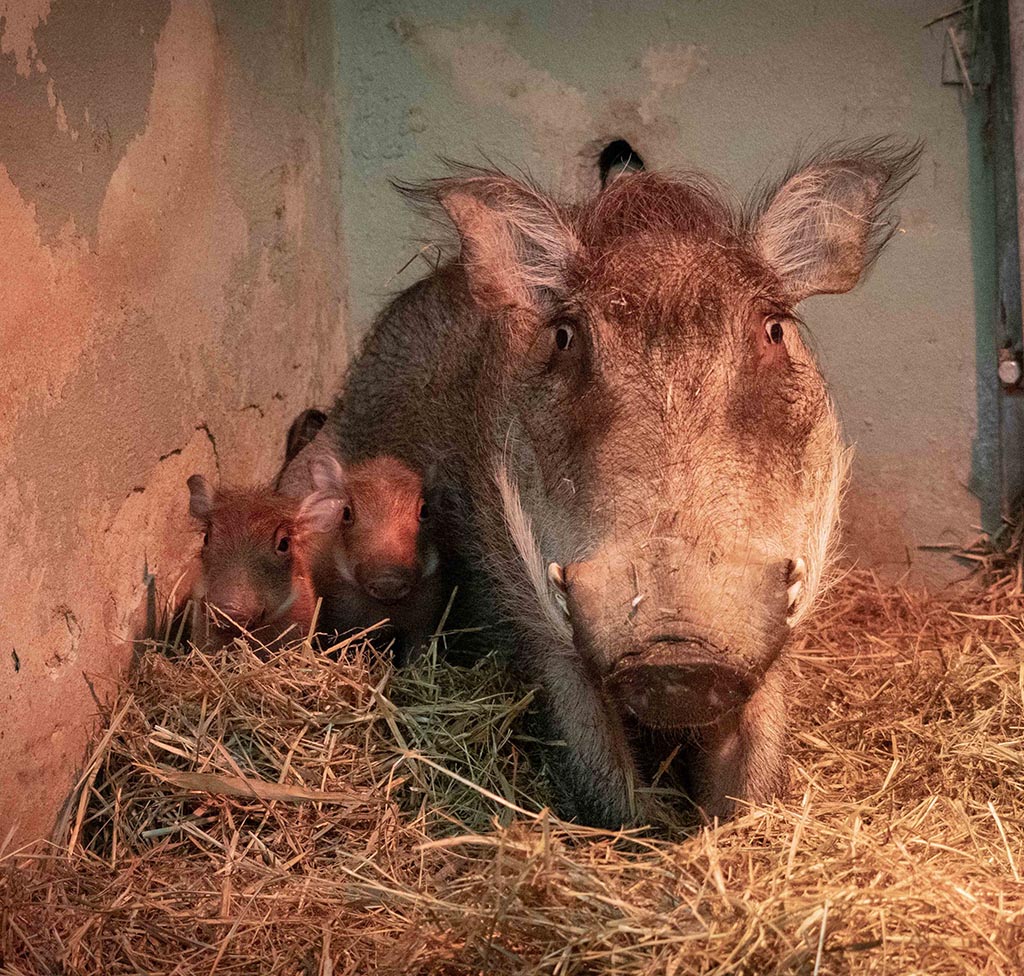 IN PICS: Cute-looking baby warthog twins are photographed for first ...