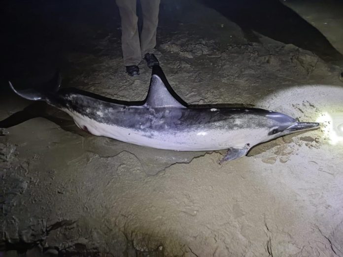 Tropical dolphins NEVER before seen in Europe wash up on beach in ...