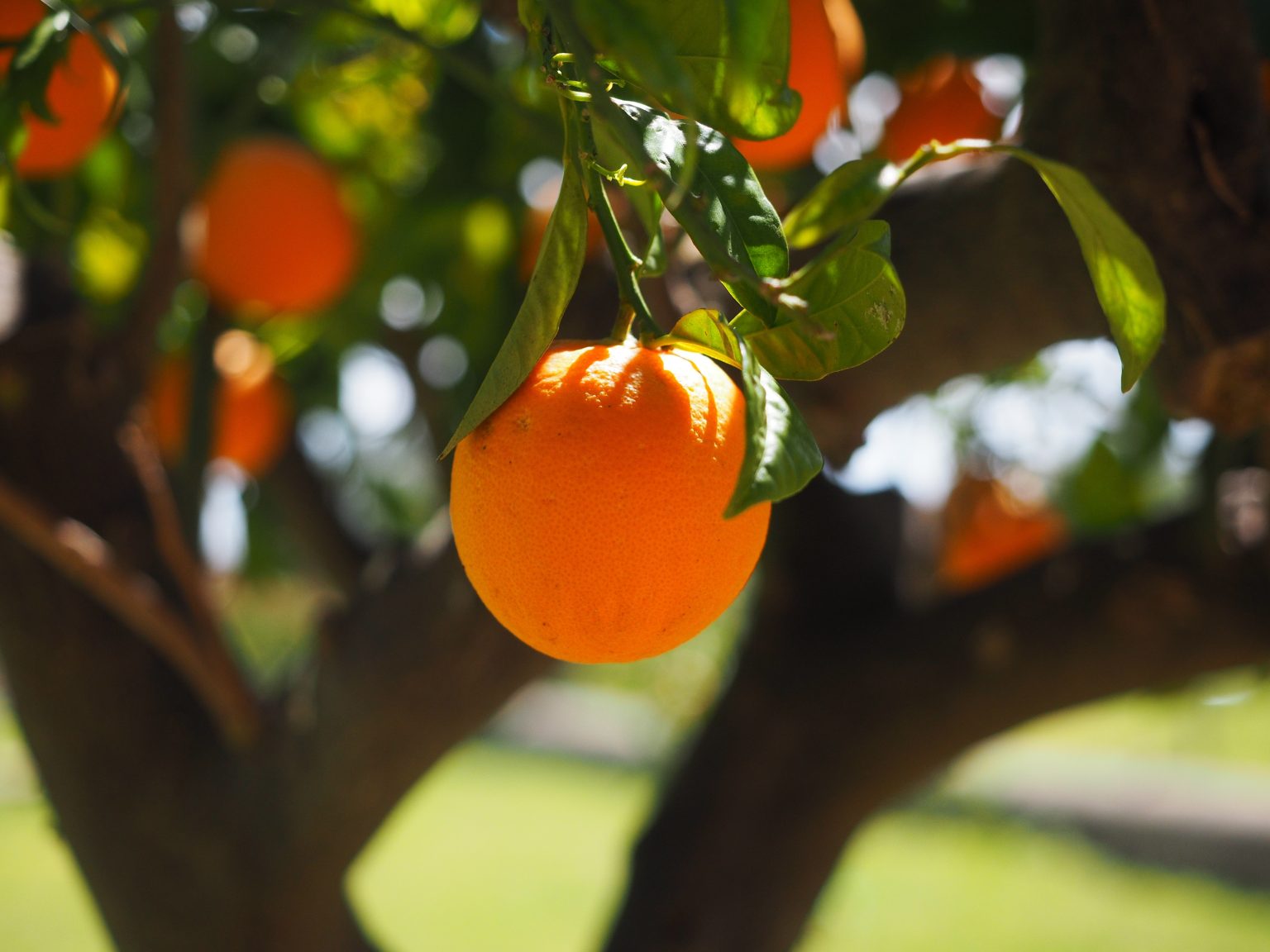 Can I eat oranges from trees that are planted in streets and towns ...