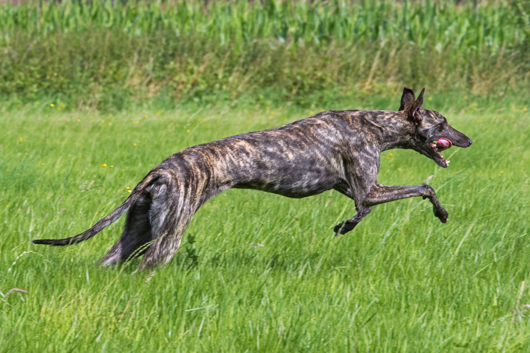 EXCLUSIVE: Watch as British pensioner is left heartbroken after Spanish ...