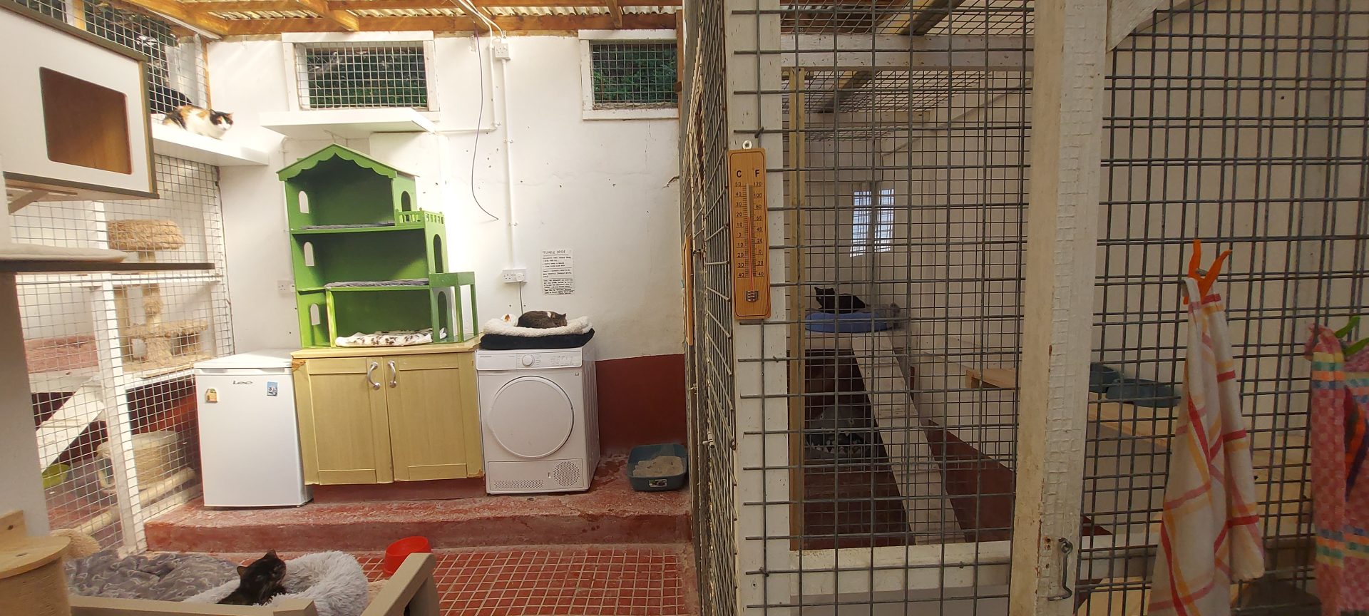 Love cats? This sanctuary in Gibraltar is looking for volunteers to ...