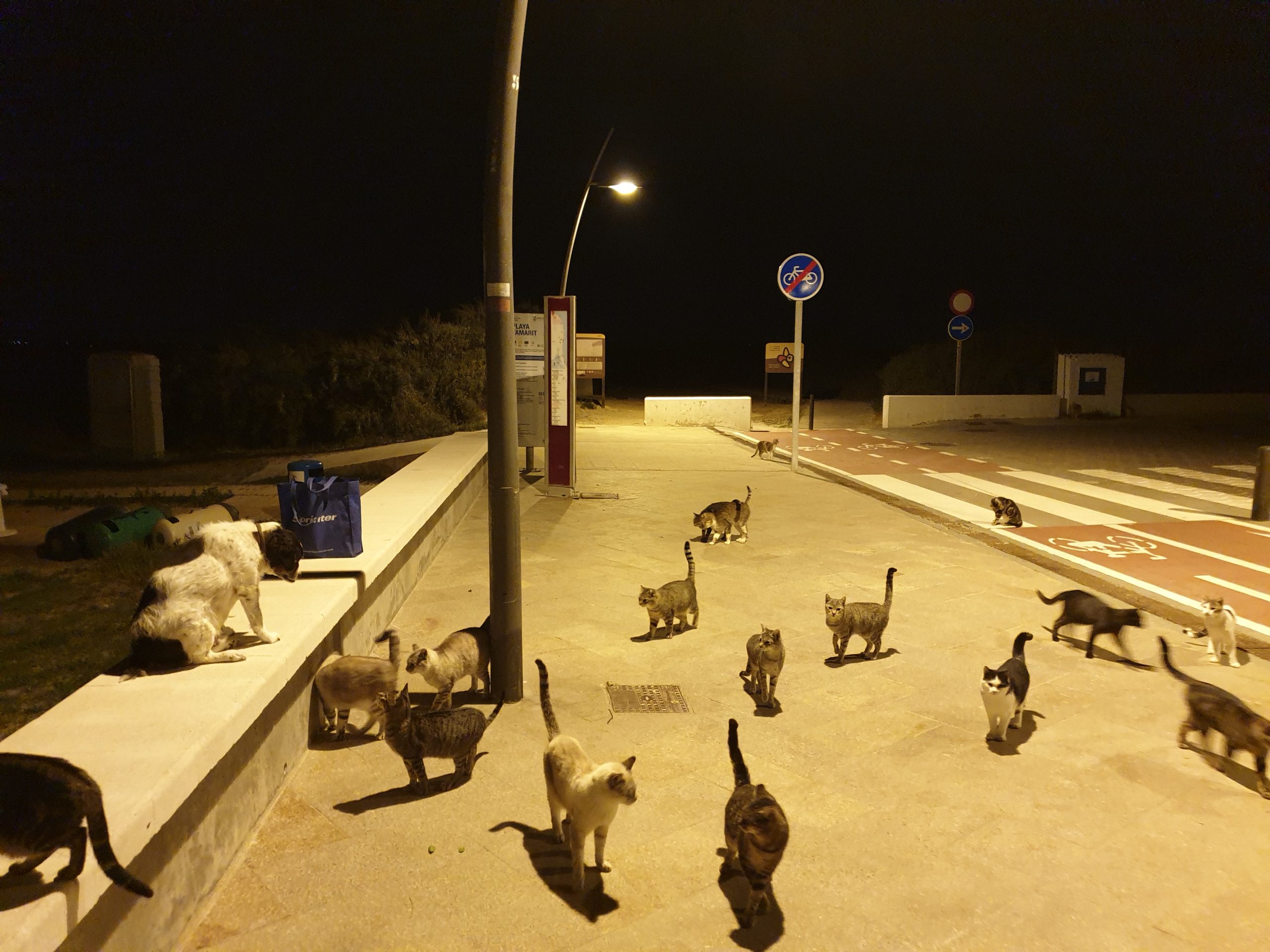 EXCLUSIVE: British expat, 81, is ordered to stop feeding a feral cat ...