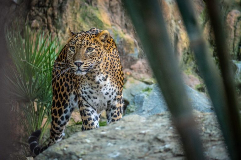 New pair of Sri Lankan leopards arrive to a nature park on Spain's ...