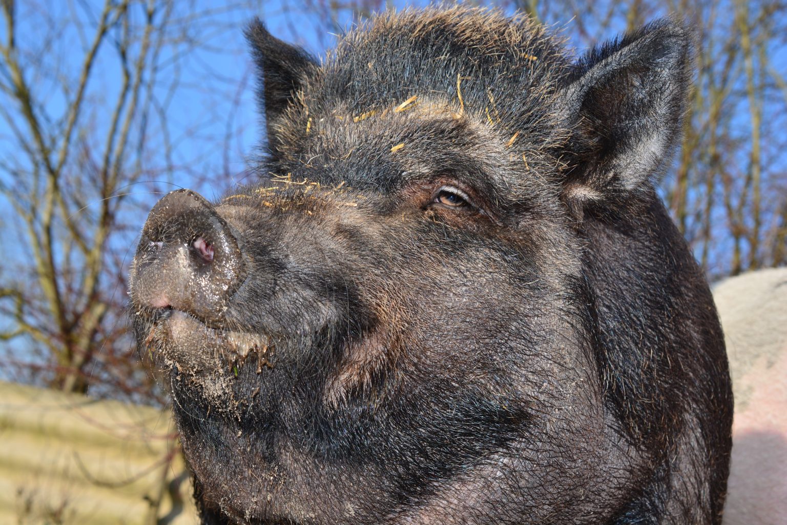Spain's mystery swine fever outbreak declared a national emergency - as ...
