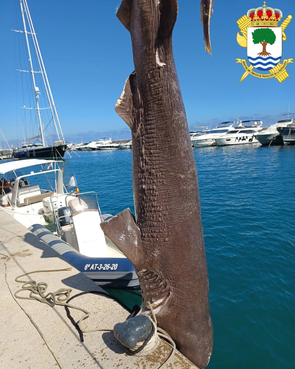 Huge shark is pulled from the waters off Spain’s Costa Blanca: Five ...