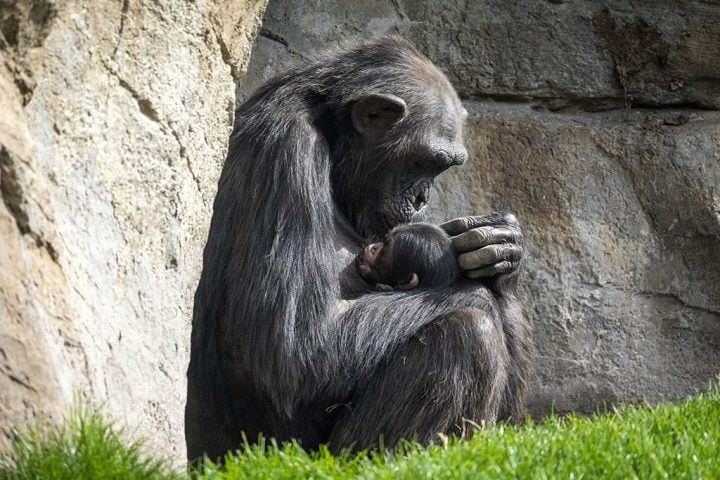 Chimpanzee at a Spanish zoo finally lets go of her dead baby's body ...