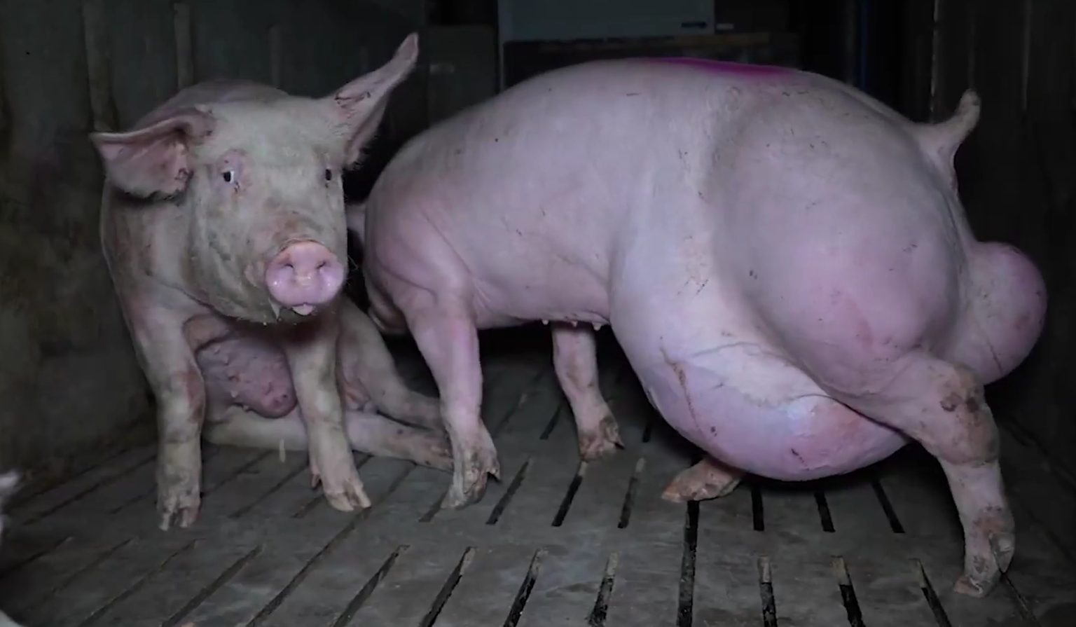 EXPOSED: 'Farm of terror' in Spain that supplies a major supermarket as ...