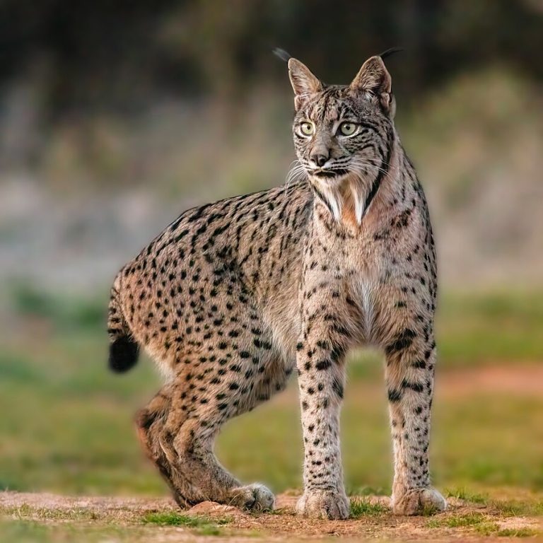 Spain’s Iberian lynx is no longer at risk of extinction following years ...