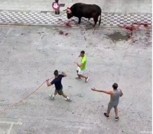 Horrific treatment of bull during a fiesta in Spain after its horn is ...