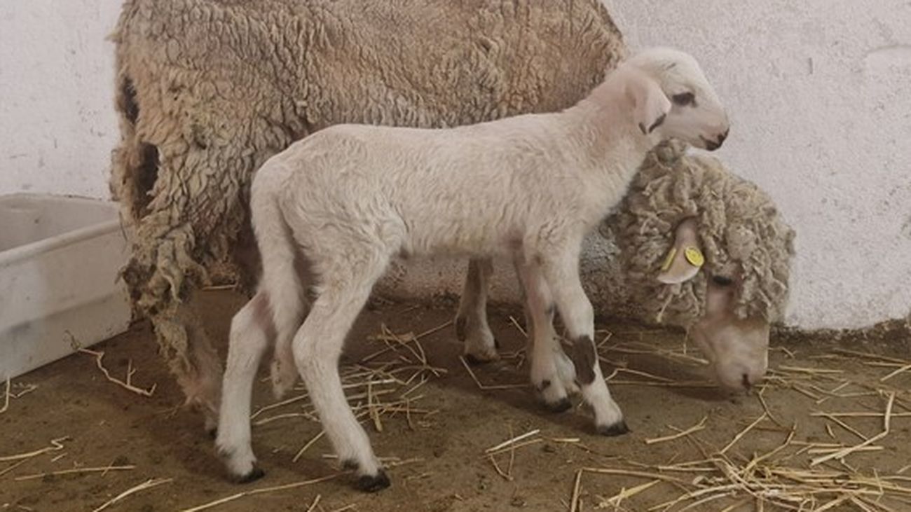 Spain successfully breeds its first genetically modified sheep: Animals ...