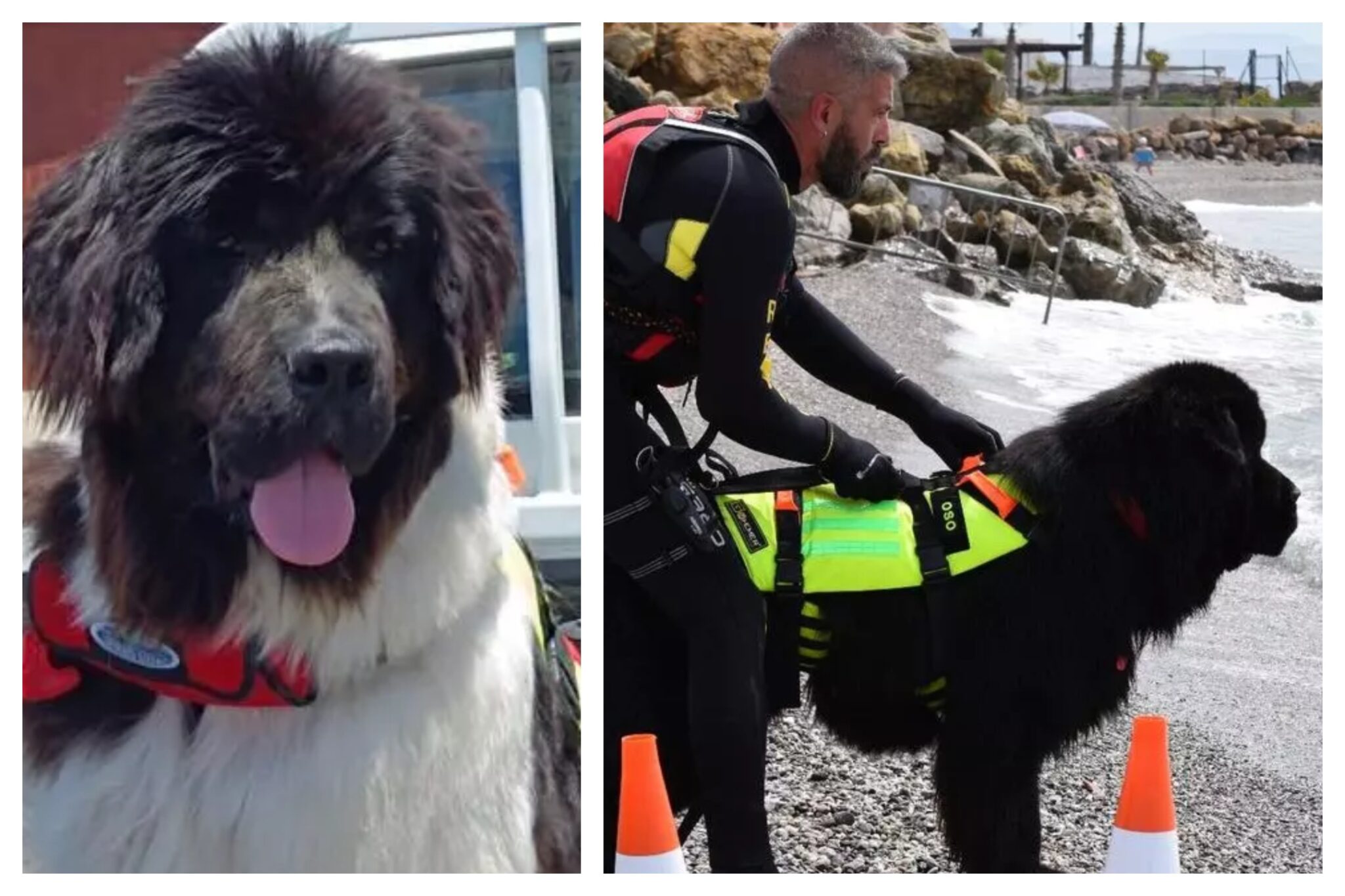 Pictured: Incredible ‘lifeguard dogs’ help save swimmers off the coast ...