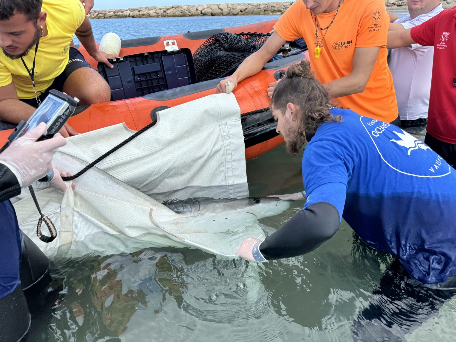 Shark drama ends in tragedy in Spain's Alicante as two-metre animal is ...