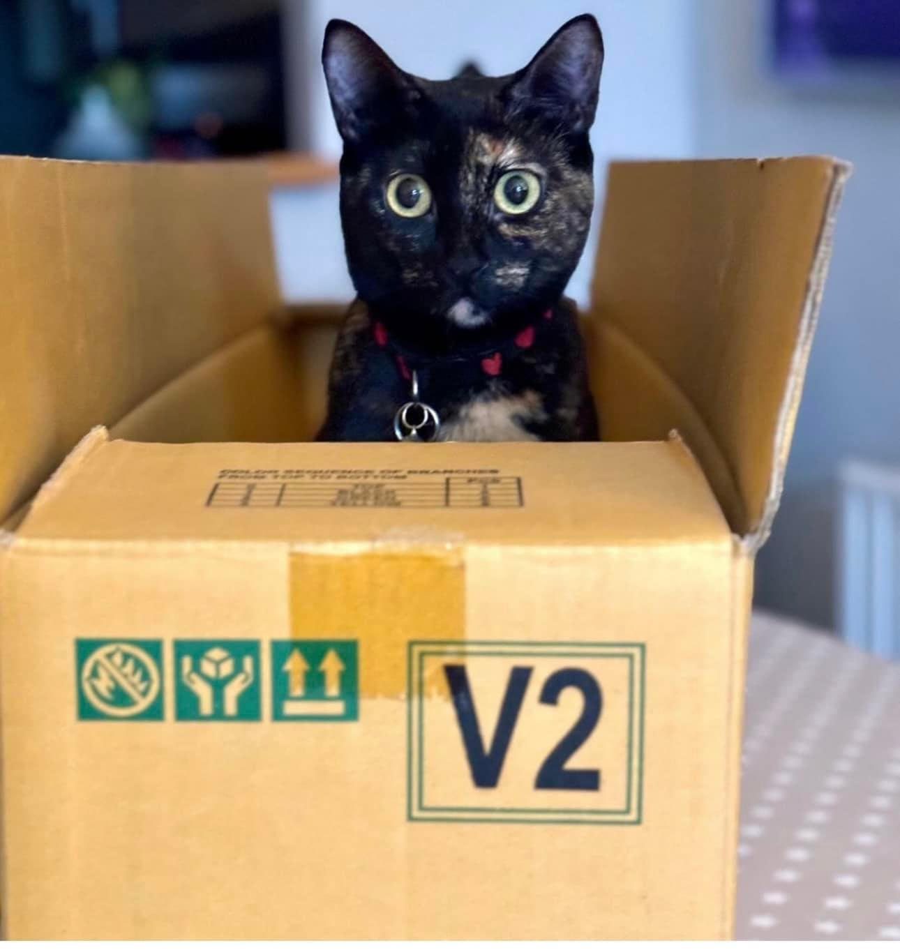 Exclusive: Irish expat's life is saved after her pet cat Coco 'detects ...