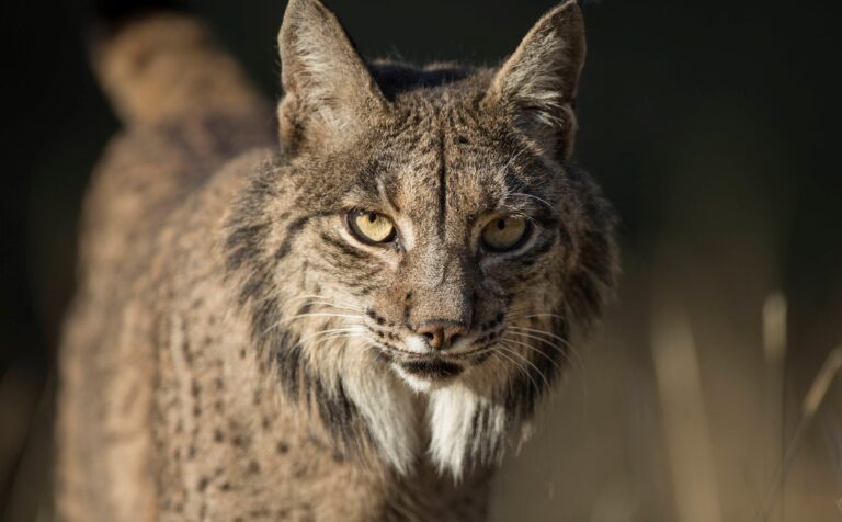 Spain’s Iberian lynx is no longer at risk of extinction following years ...