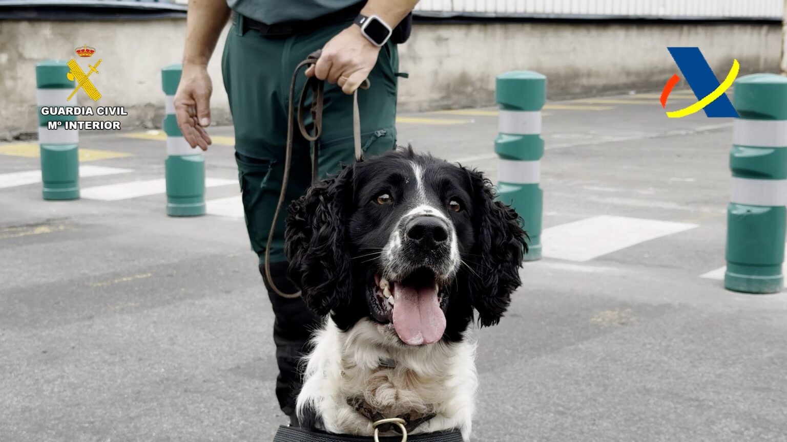 Spanish police dog Neo is awarded medal of honour after detecting 800kg ...