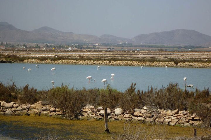 Salt harvest celebrated in Murcia's Mar Menor 30 years after production ...