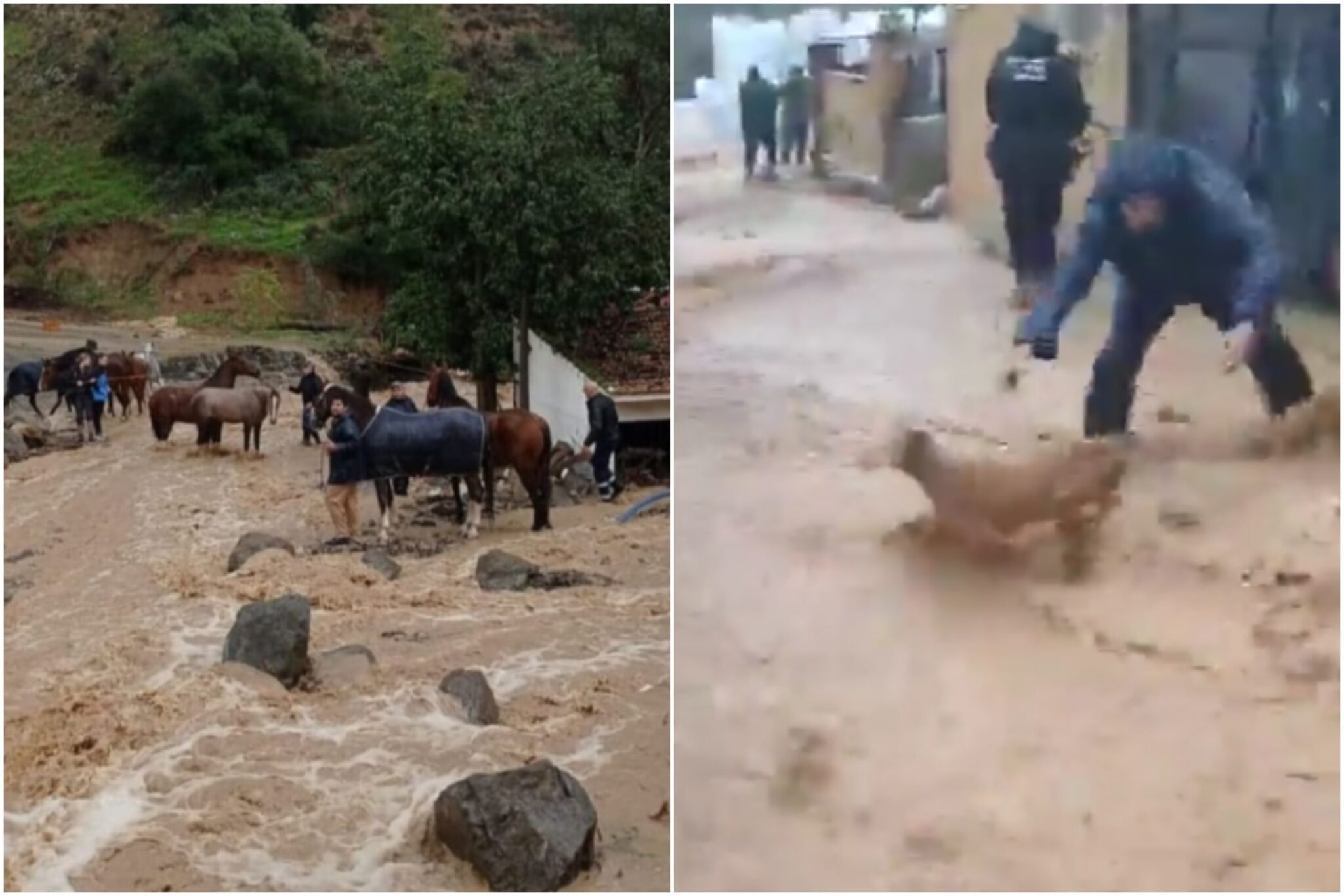 WATCH: Dramatic moment 80 horses and dogs are rescued from Malaga ...
