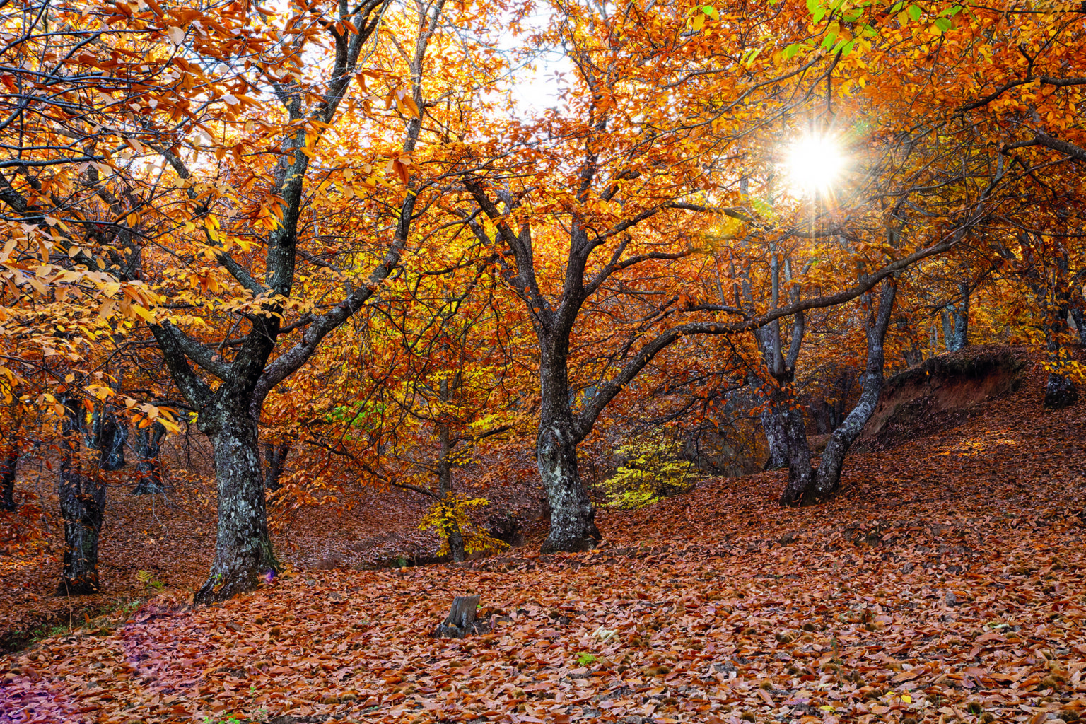 ‘I visited Ronda’s incredible copper forest - this is why it’s the ...