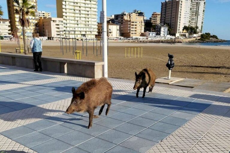 Wild boars go for a gentle stroll along seaside promenade in Spain ...