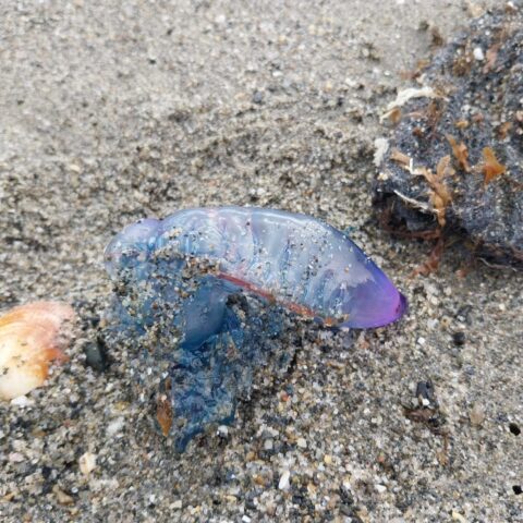 Deadly Portuguese Men O'War wash up on Spanish beaches near Gibraltar ...