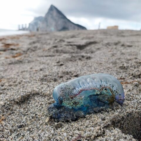 Deadly Portuguese Men O'War wash up on Spanish beaches near Gibraltar ...