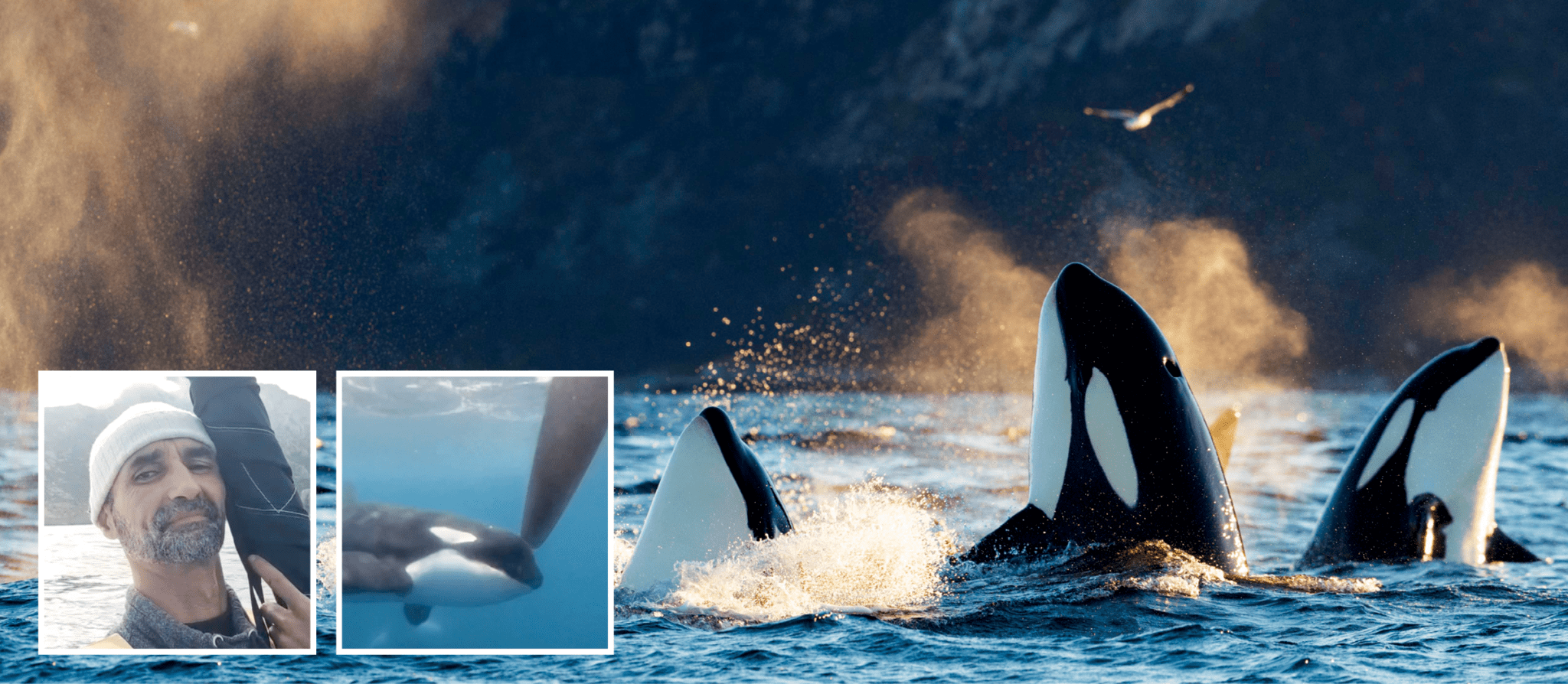 EXCLUSIVE: Yachtie warns of killing orca 'with a tear in my eye' if ...