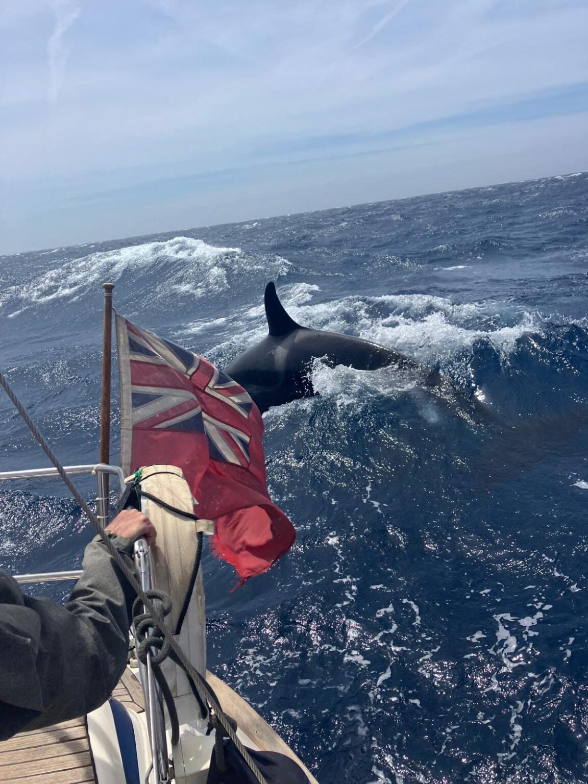 EXCLUSIVE: Yachtie warns of killing orca 'with a tear in my eye' if ...
