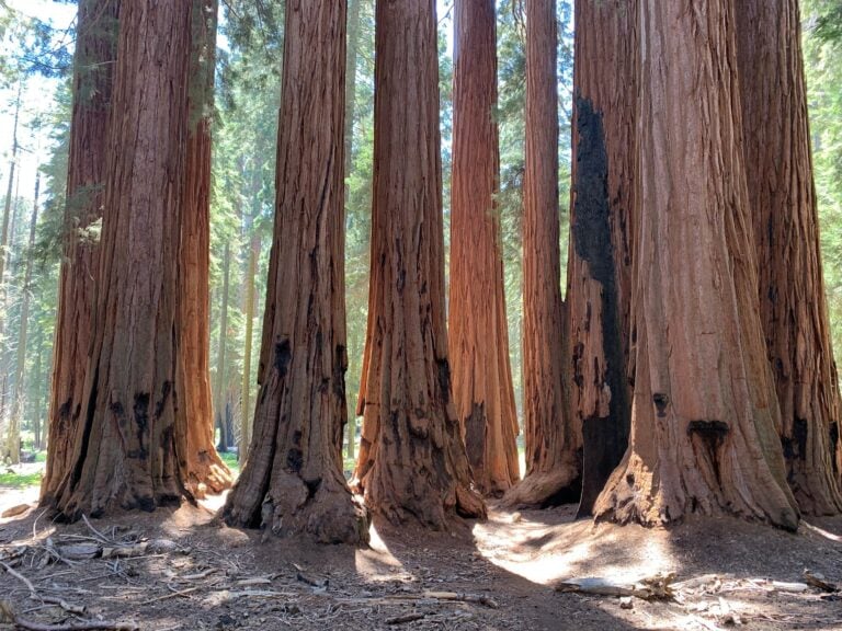 The hiking route in Spain through some of the world's tallest trees