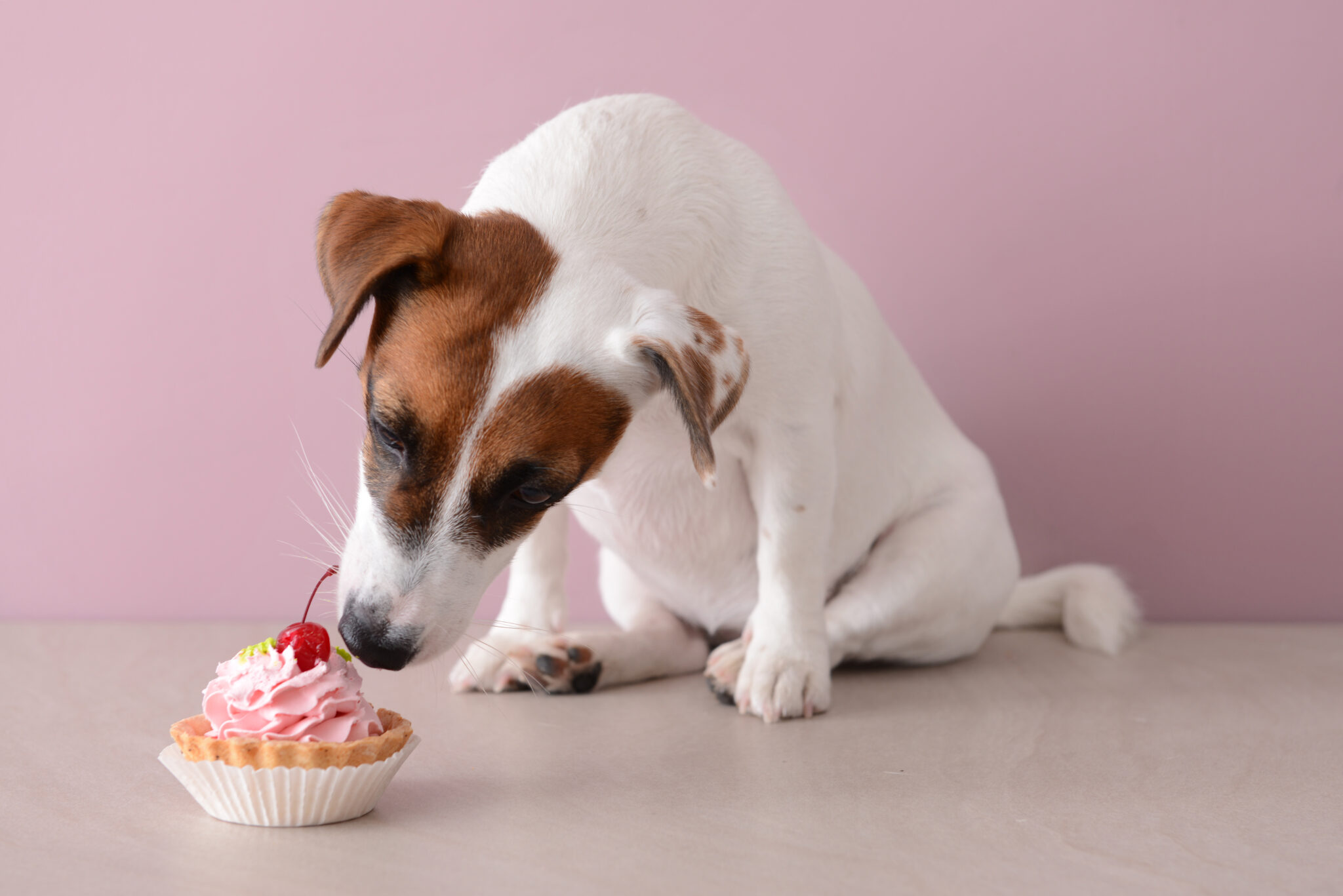 DOGGIE DELIGHTS!: Malaga opens first bakery for pups – and it’s ...