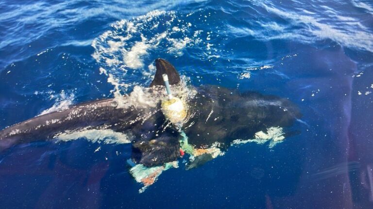 Orca in entangled fishing gear successfully located in the Strait of ...