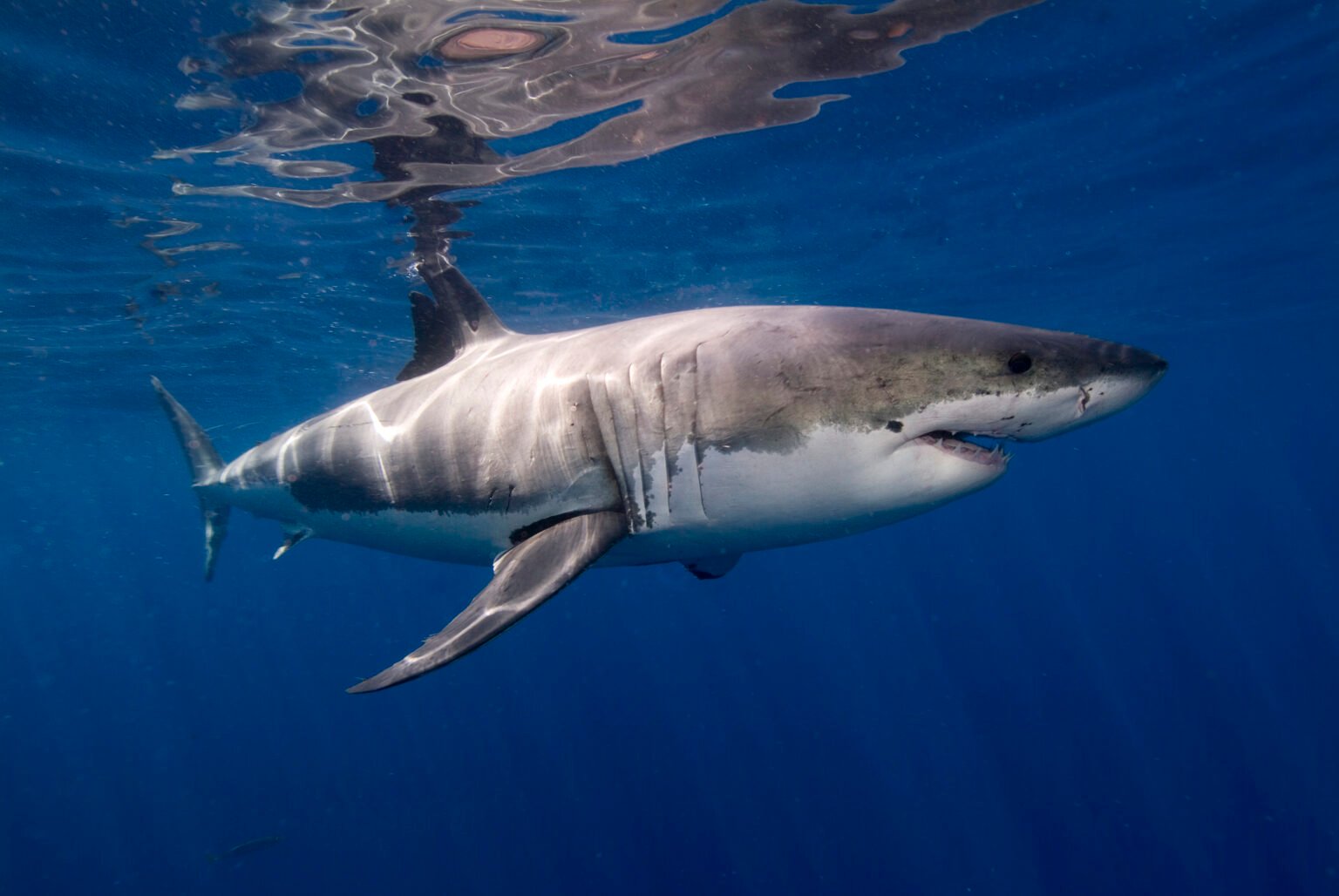Is it true that great white sharks swim in Spain's waters off the Costa ...