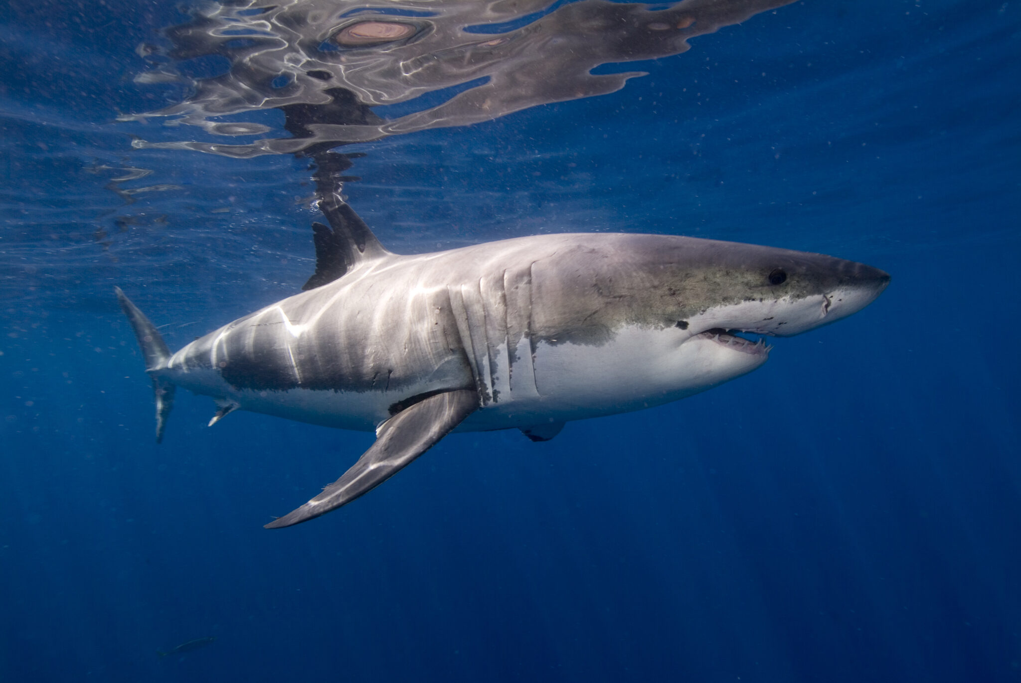 Is it true that great white sharks swim in Spain's waters off the Costa ...