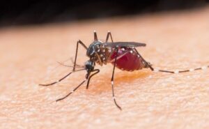 Spain's West Nile ghost town: Residents in Sevilla village 'fear going ...