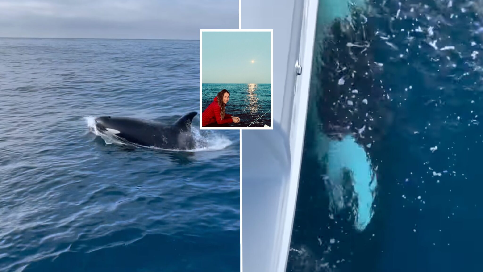 Orca 'interactions' with on vessels in Gibraltar Strait down by 40% on ...