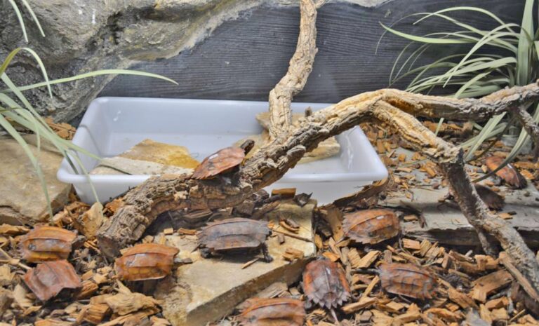 Rare tiny turtles recover at Terra Natura Benidorm after being smuggled ...